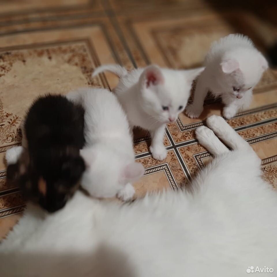 Котята 1.5 мес помесь британца с дворняжками