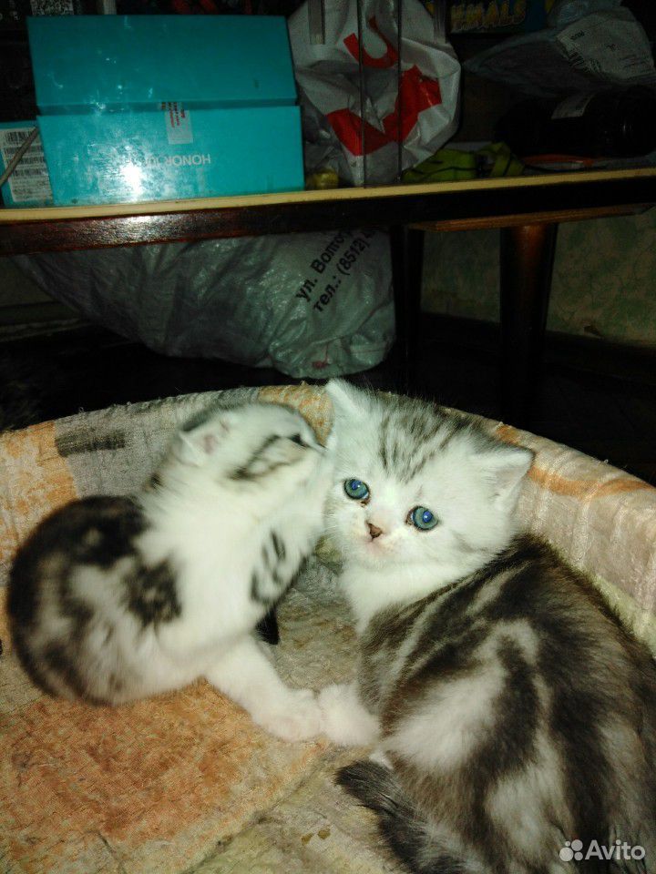 Продаю шотланских котят(мальчик и девочка,1месяц)