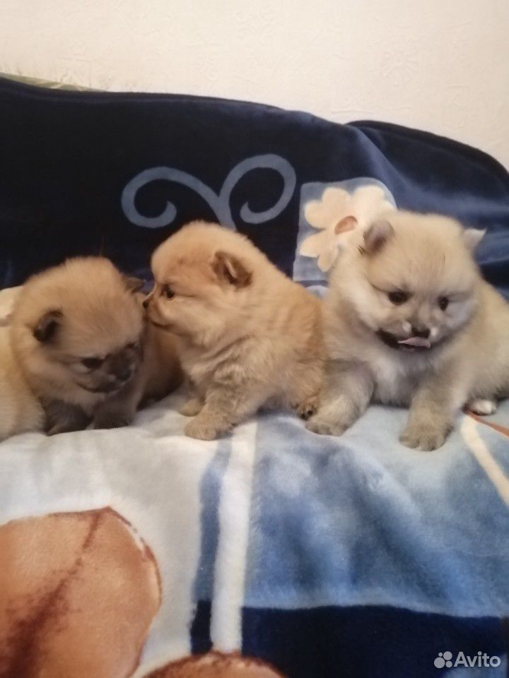 Щенки шпица