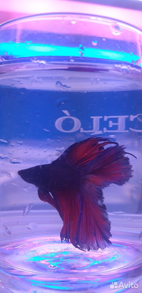 Рыбка петушок двухвостый красно-синий дракон