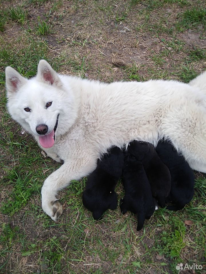 Продам щенков