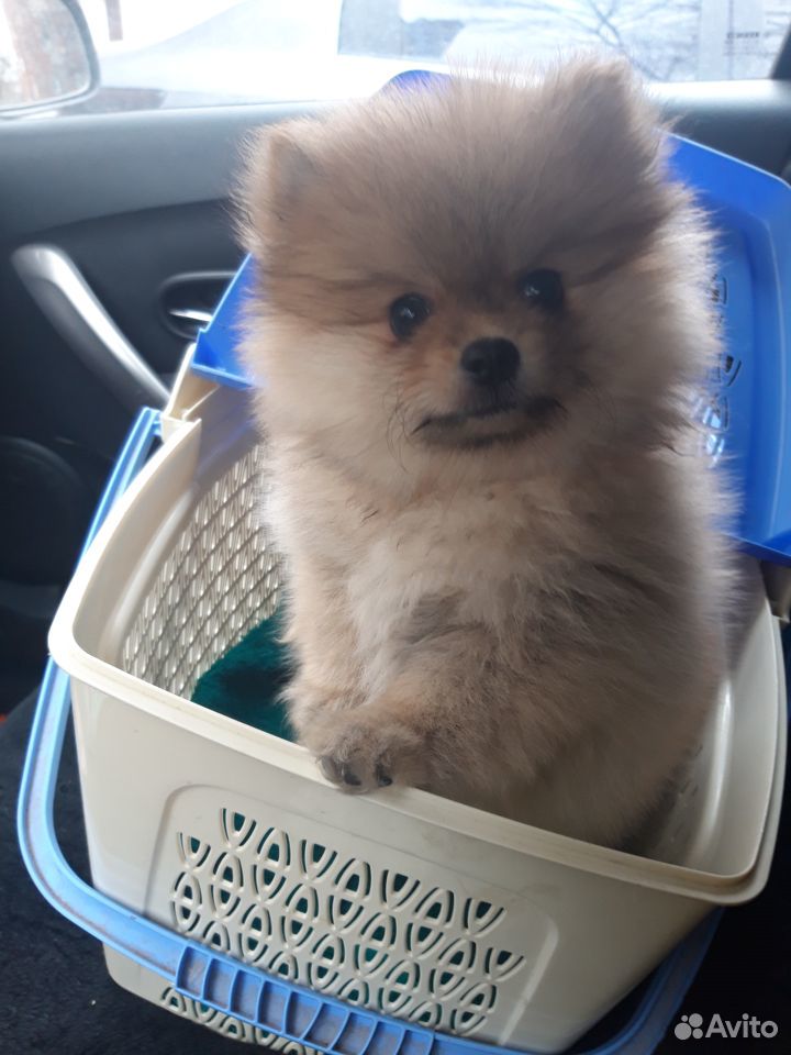 Щенок шпица продажа