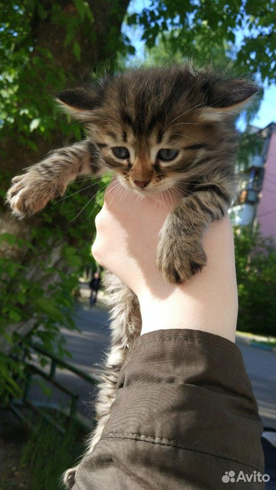 Котята, 3 пуховых шарика нежности