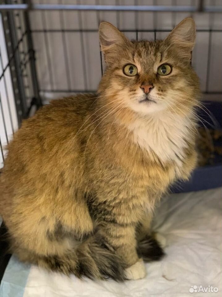 Зося маленькая рысь