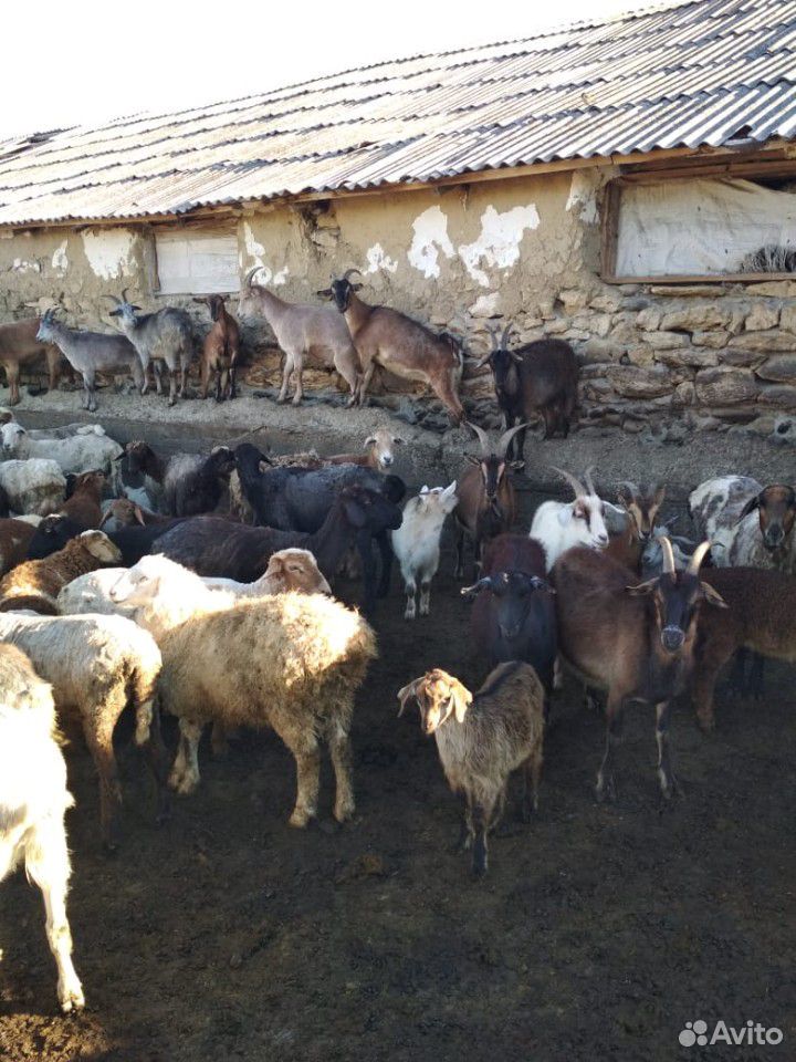 Козы оптом