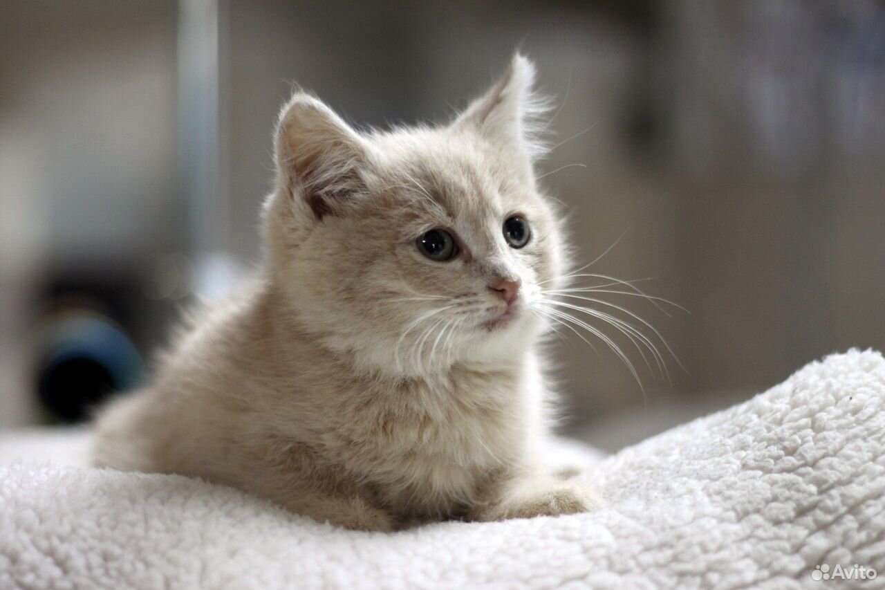 Абрикосик в добрые руки