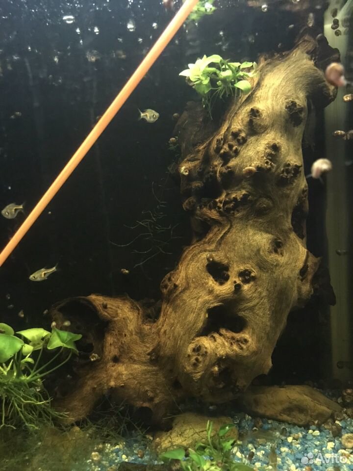 Манговое дерево для аквариума