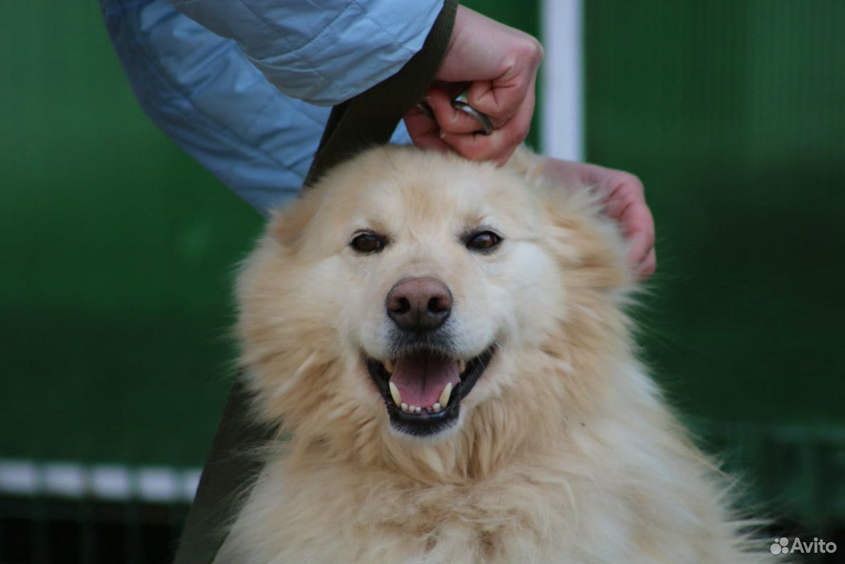 Молодая собака Маффин в добрые руки