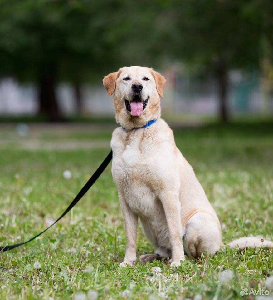 Голд мечтает стать нужным