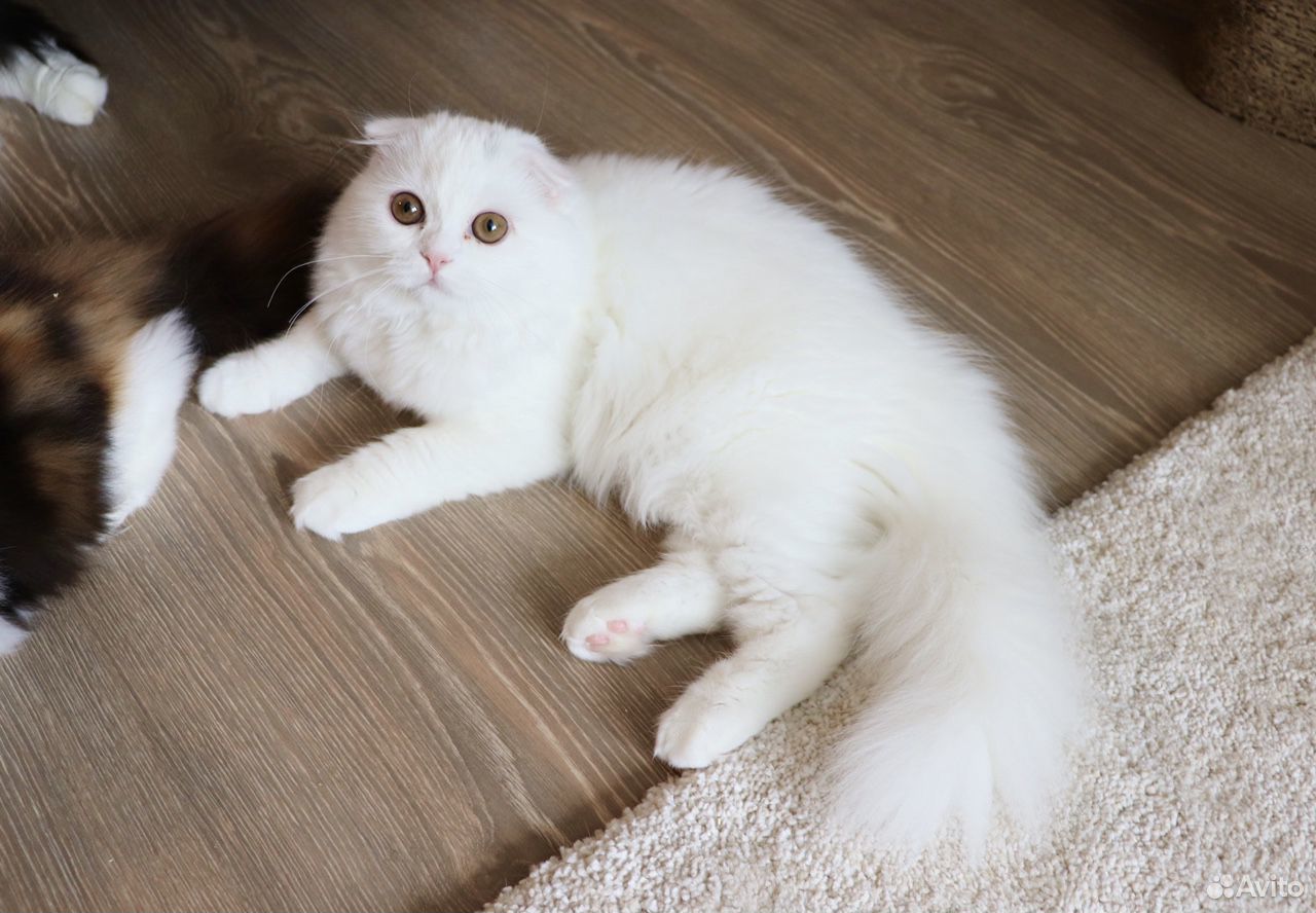 Породистая шотландская вислоухая кошка