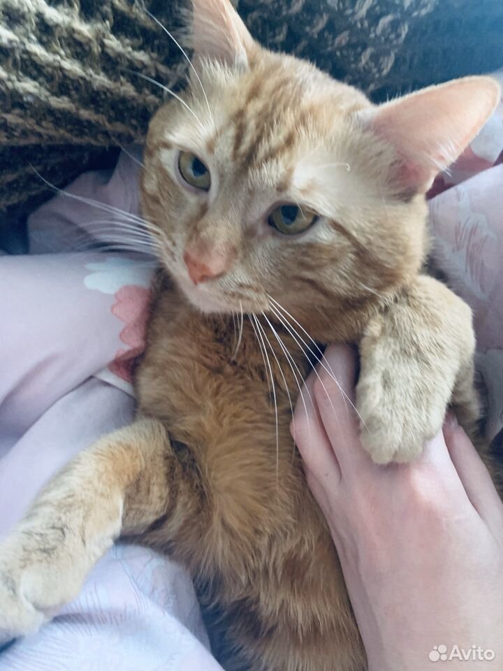 Кот на вязку