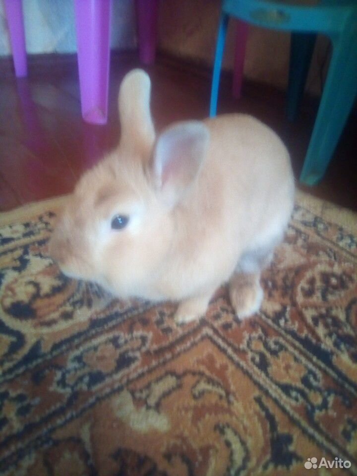 Отдам кролика мальчик