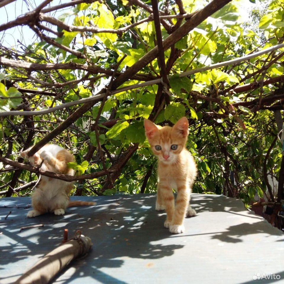 Кошка и Котик