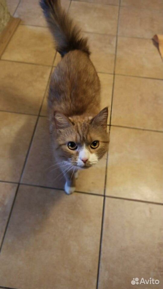 Кот
