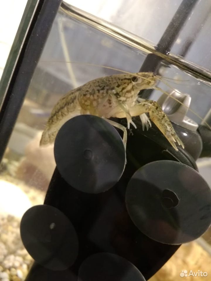 Удивительные рачки