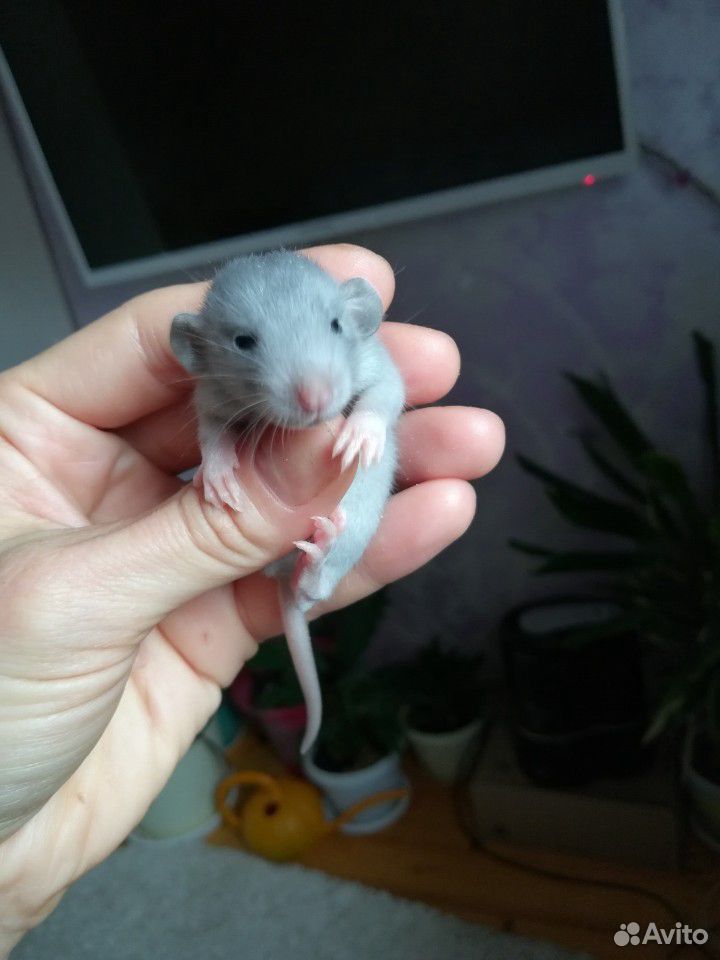 Крысята дамбо чистопородные