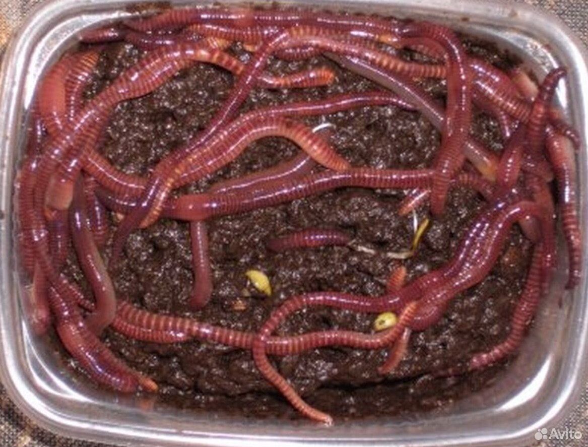 Навозные черви