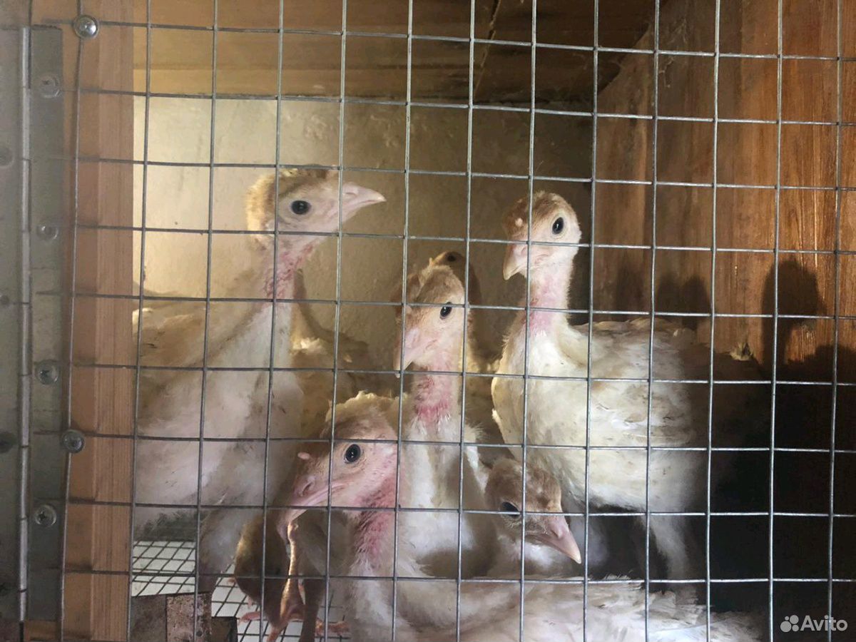 Продаю индюшат