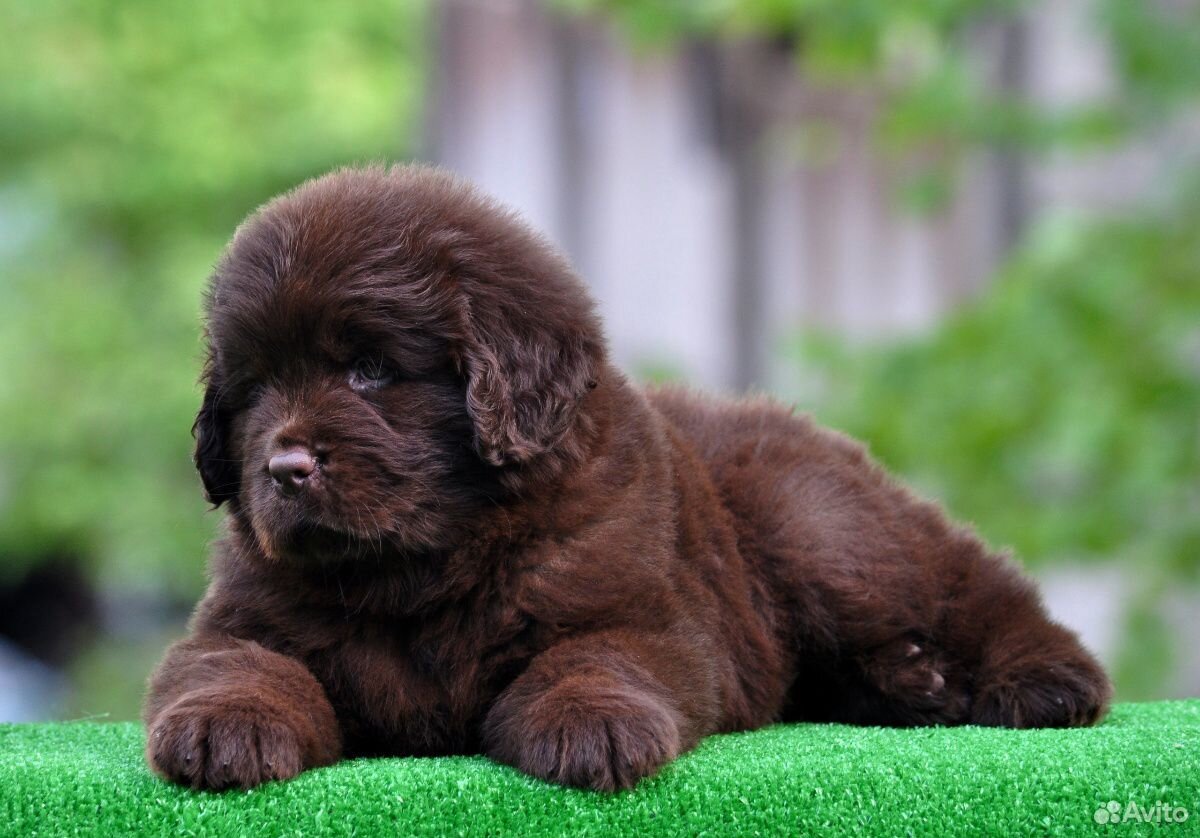 Ньюфаундленд