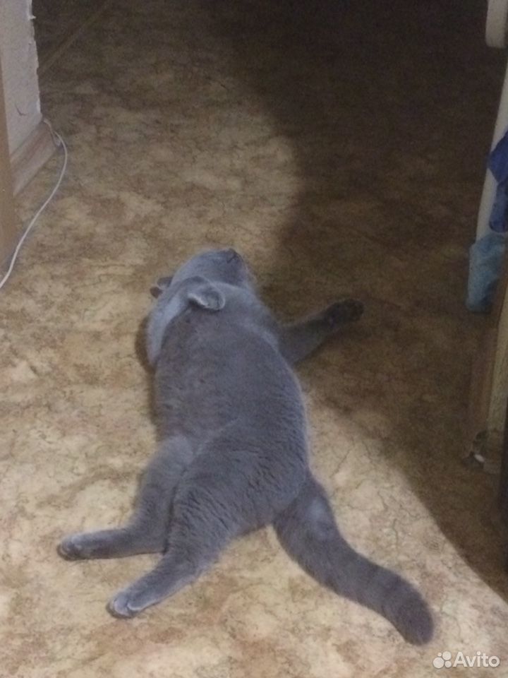 Отдам кота в добрые руки