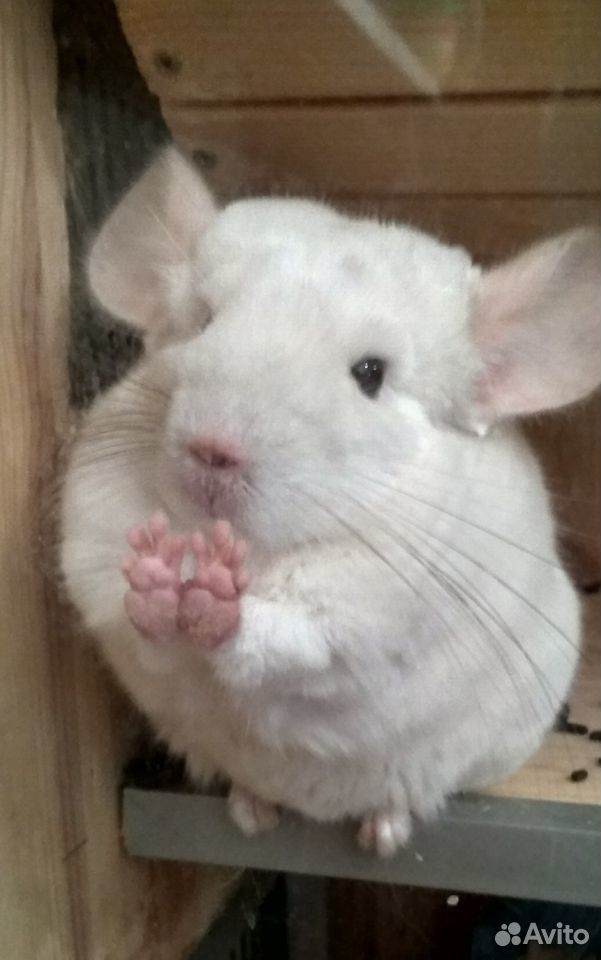 Шиншилла, ручной самец с витриной