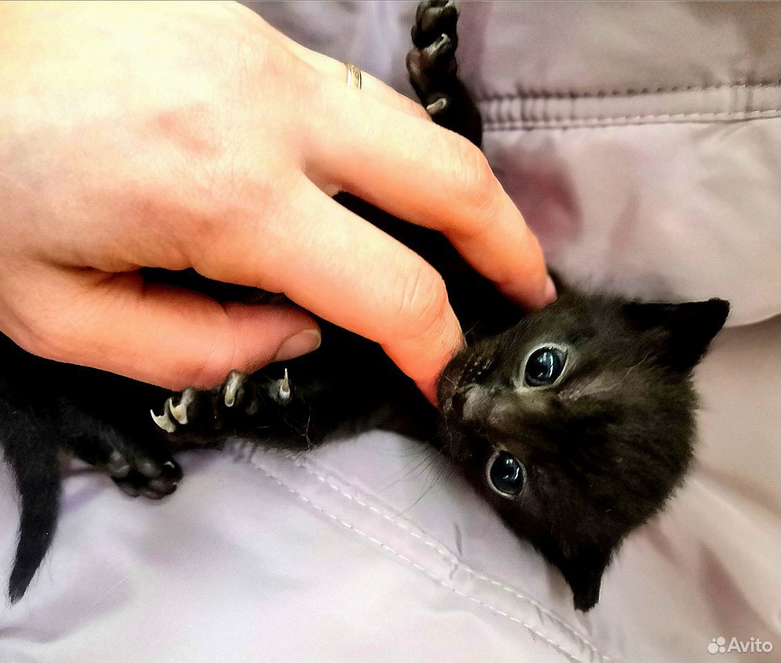 Котята ищат дом