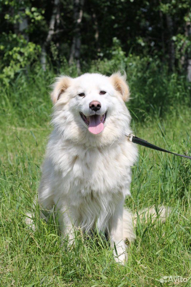 Собака в дар, Пушок