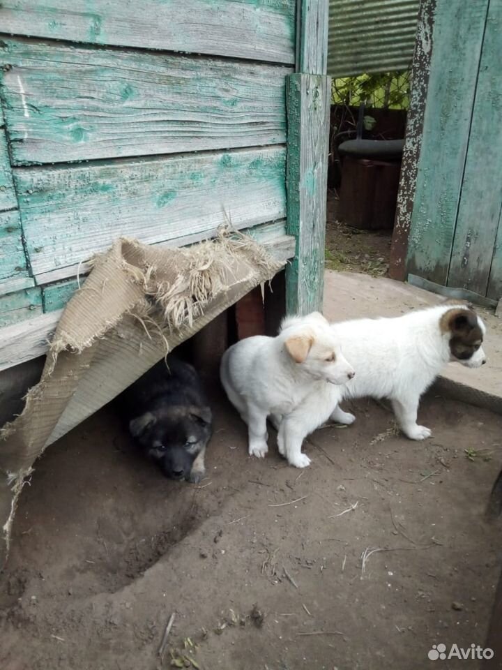 Щеночки в дар