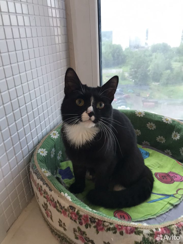 В добрые руки