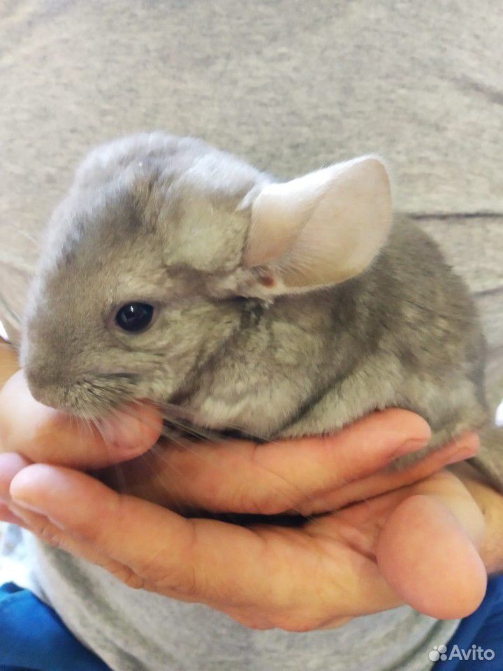 Шиншиллы, две девочки 28.03.2020