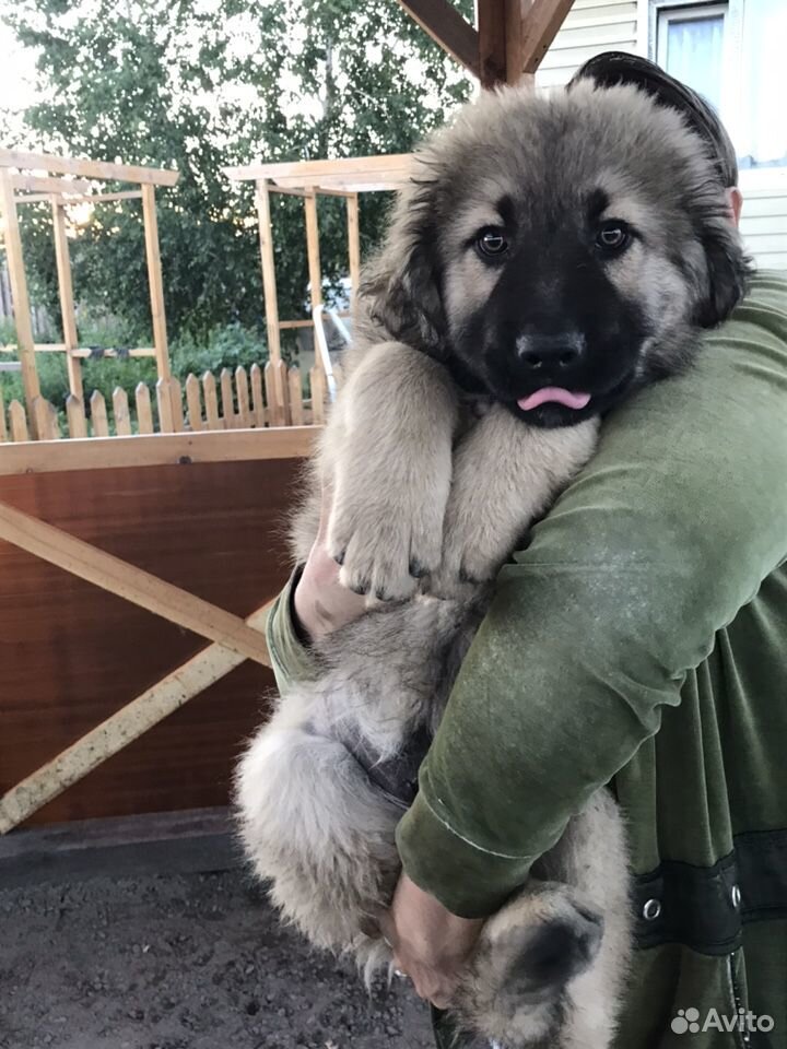 Кавказская овчарка