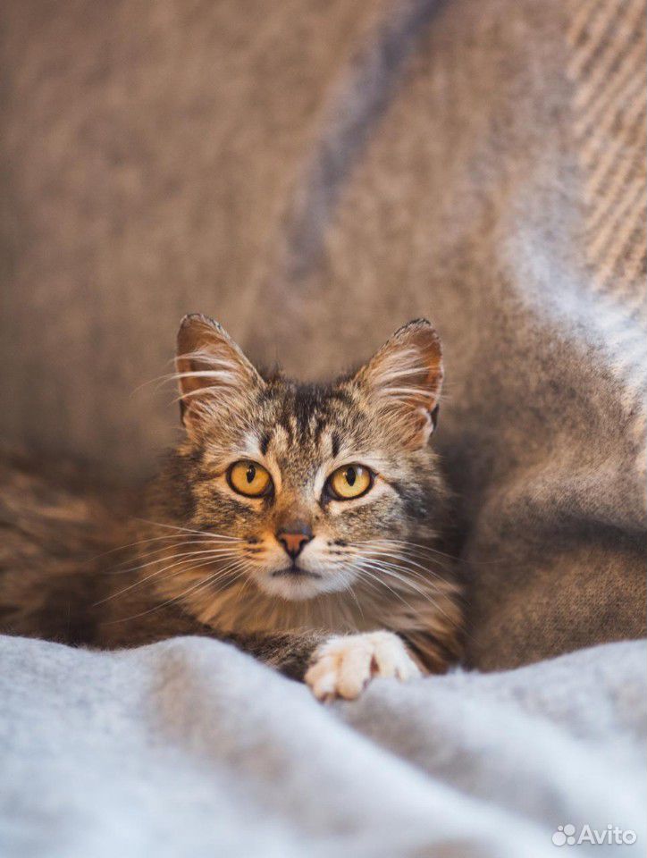 Кошка