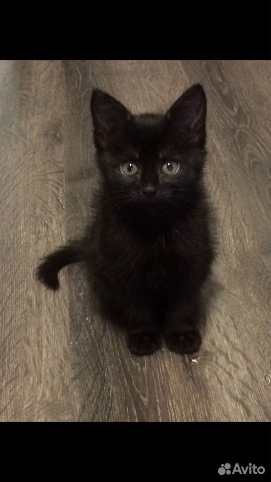 Кошка