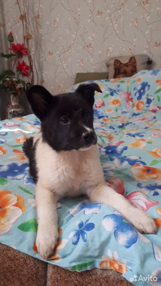 Две девочки 2,5 месяцев