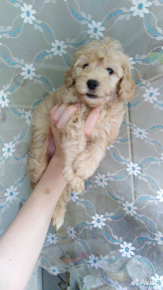 Мальтипу девочка крем-брюле