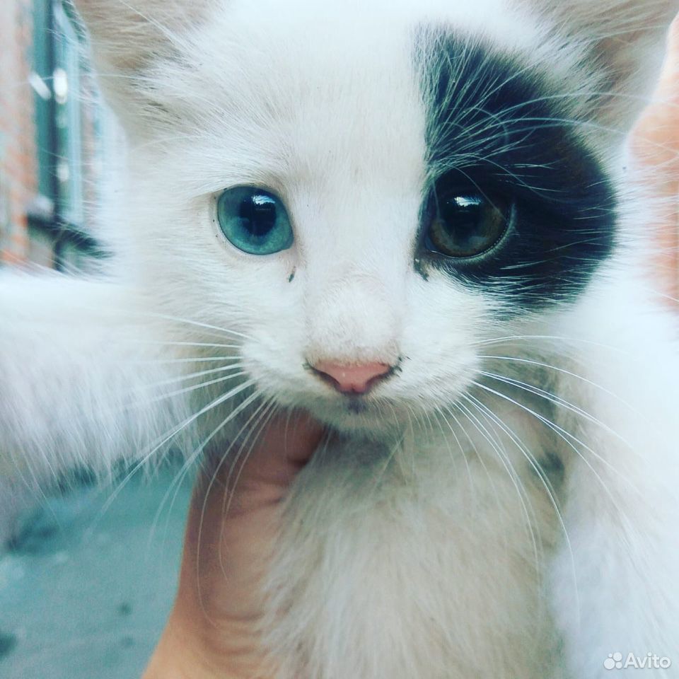 Пасхальные котики В добрые руки)