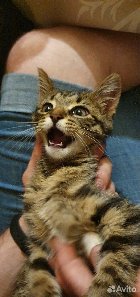 Котенок