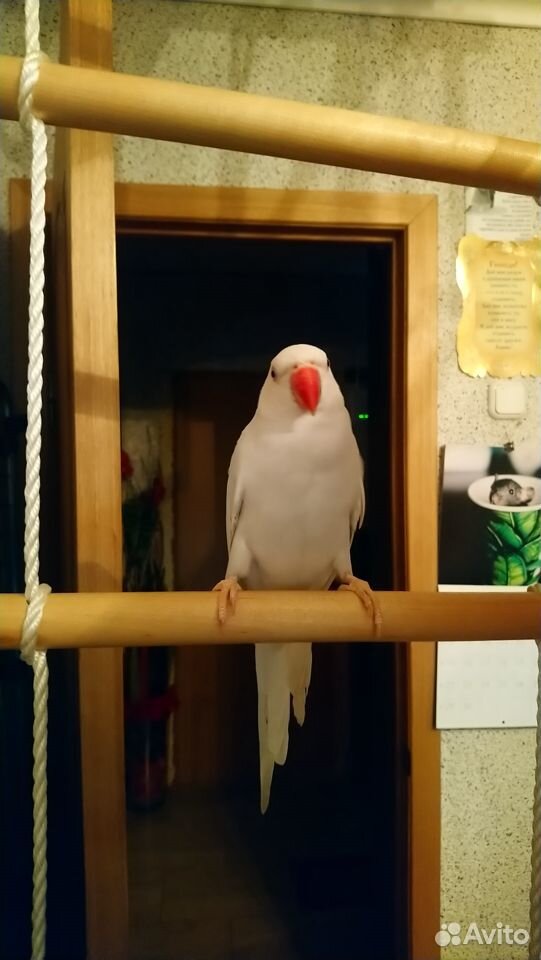 Попугай ожереловый