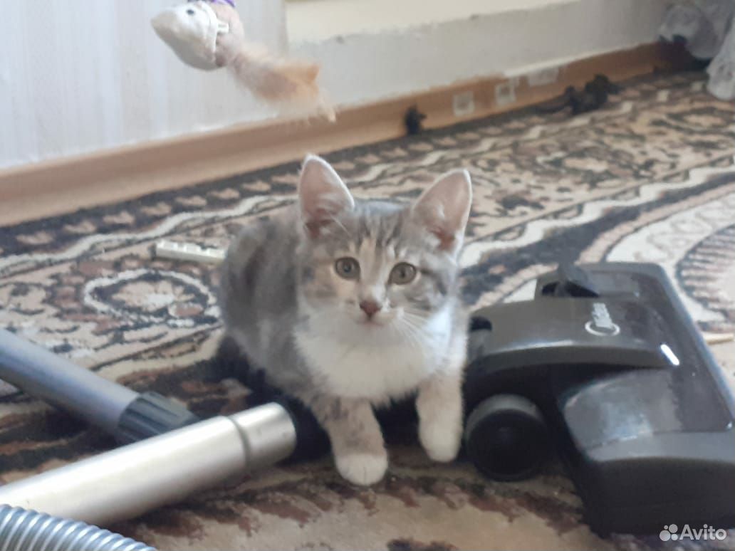 Котенок