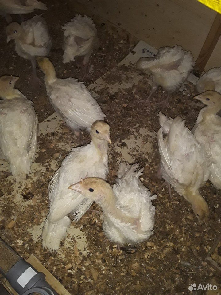 Индюшата Хайбрид