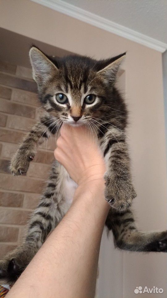 Котенок в дар. Академический