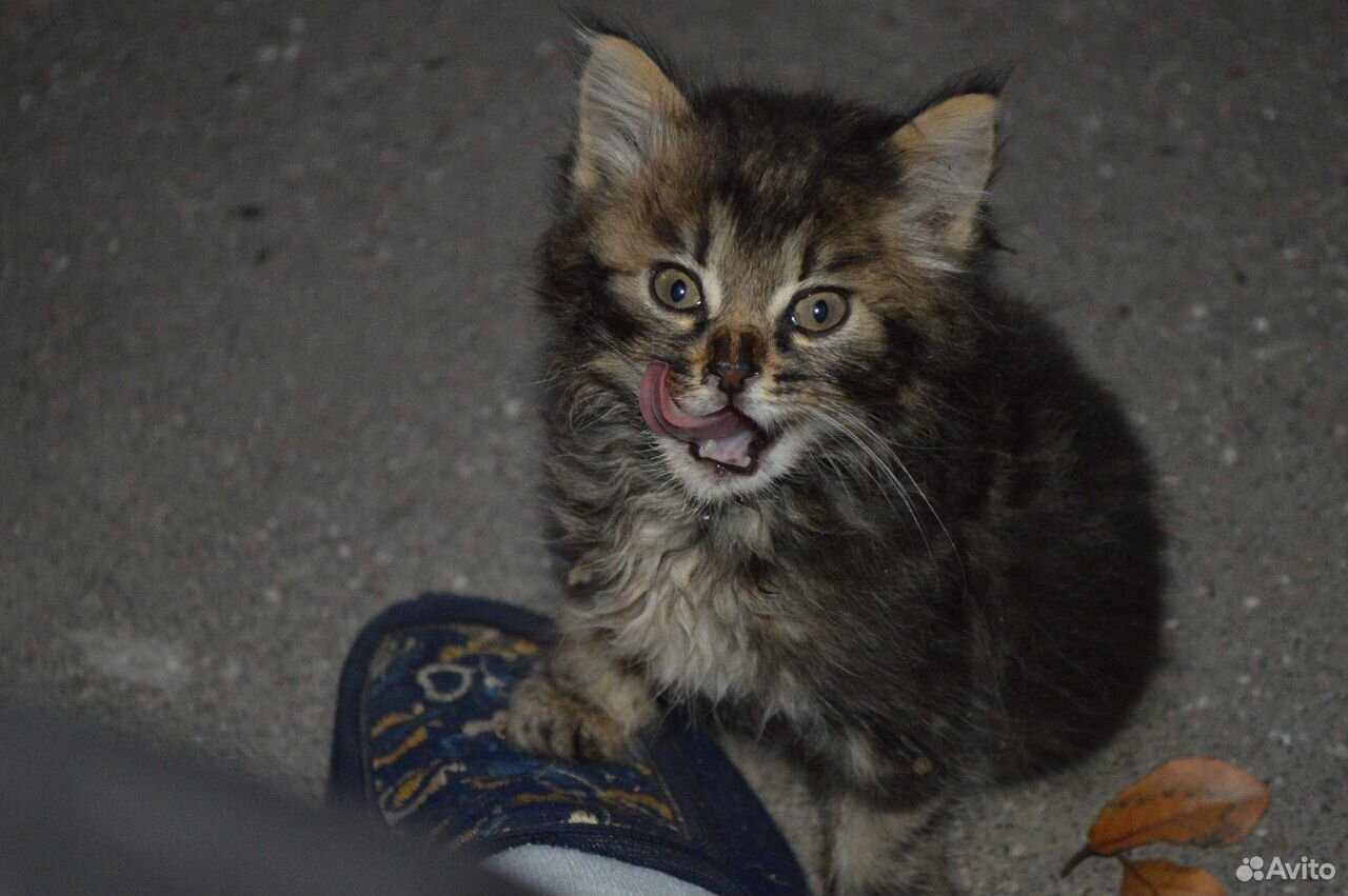 Котята в поисках семьи (бесплатно)