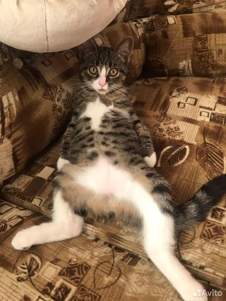 Кошка ждёт партнёра на вязку (вязка)