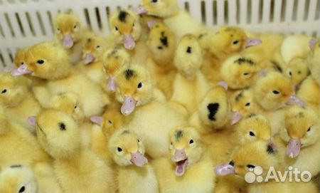 Мулард суточный в наличии