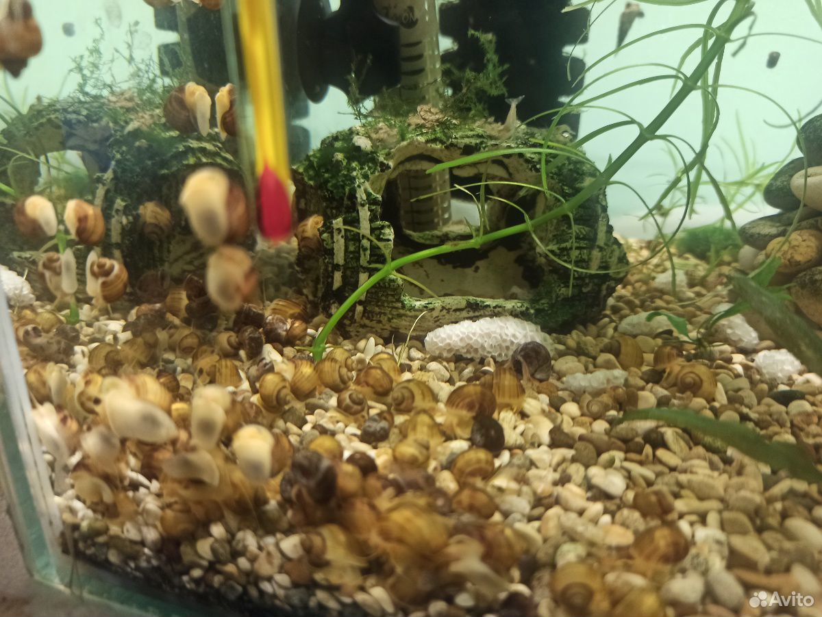 Улитки ампулярии