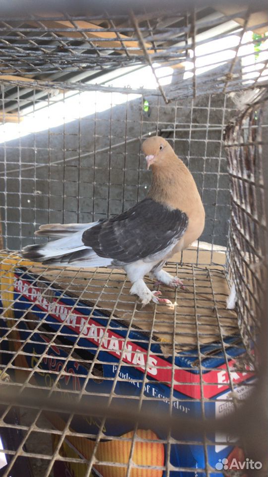 Бакинские,Северокавказкие,Турецкие Бойные Голуби