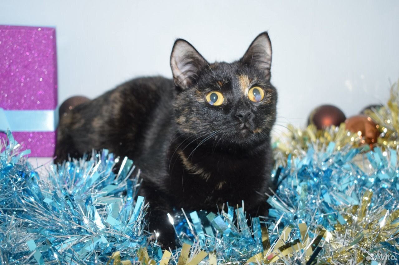 Черепаховая красавица Ежевичка