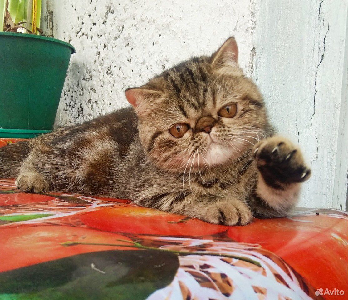 Экзотическая