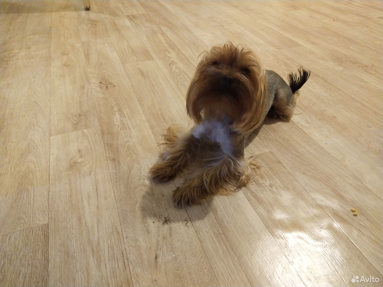 Продам Йорка