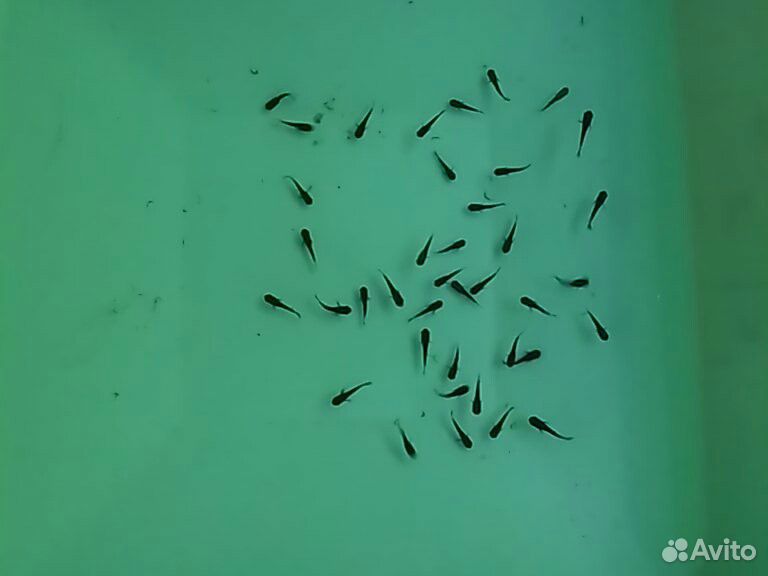 Мальки Моллинезии